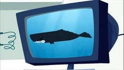 Sperm Whale Vs Giant Squid Wild Kratts