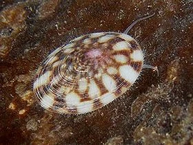 Tortoise Limpet | Wild Kratts Wiki | Fandom