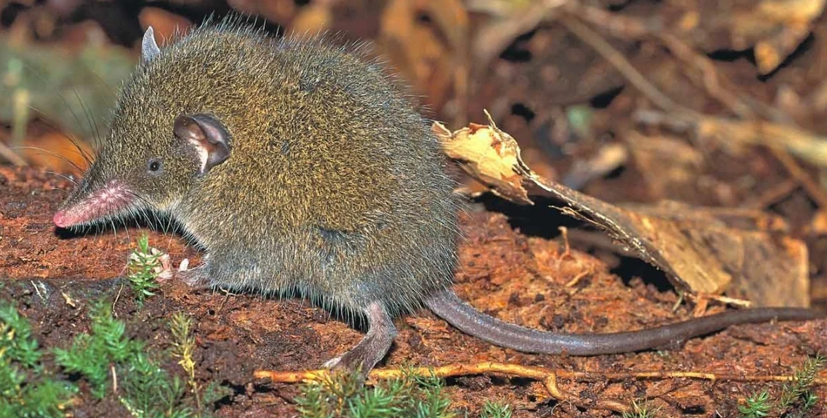 Lesser Long-tailed Shrew Tenrec | Wild Kratts Wiki | Fandom