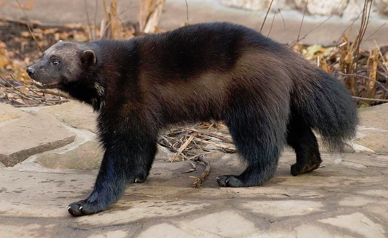 Wolverine Animal Png