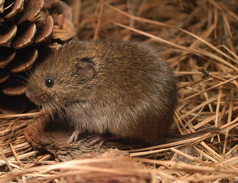 Meadow Vole | Wild Kratts Wiki | Fandom