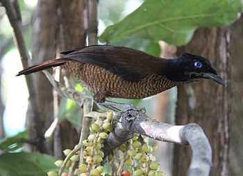 Lawes's Parotia | Wild Kratts Wiki | Fandom