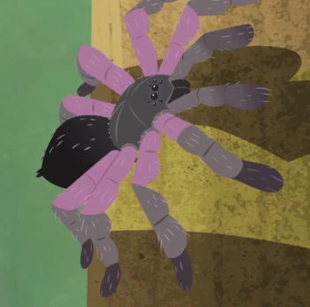 Purple tree tarantula | Wild Kratts Wiki | Fandom