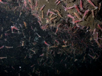 Vent Shrimp | Wild Kratts Wiki | Fandom