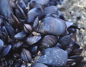 Blue Mussel | Wild Kratts Wiki | Fandom