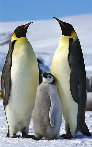 Emperor Penguin | Wild Kratts Wiki | Fandom