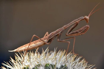 European Mantis | Wild Kratts Wiki | Fandom