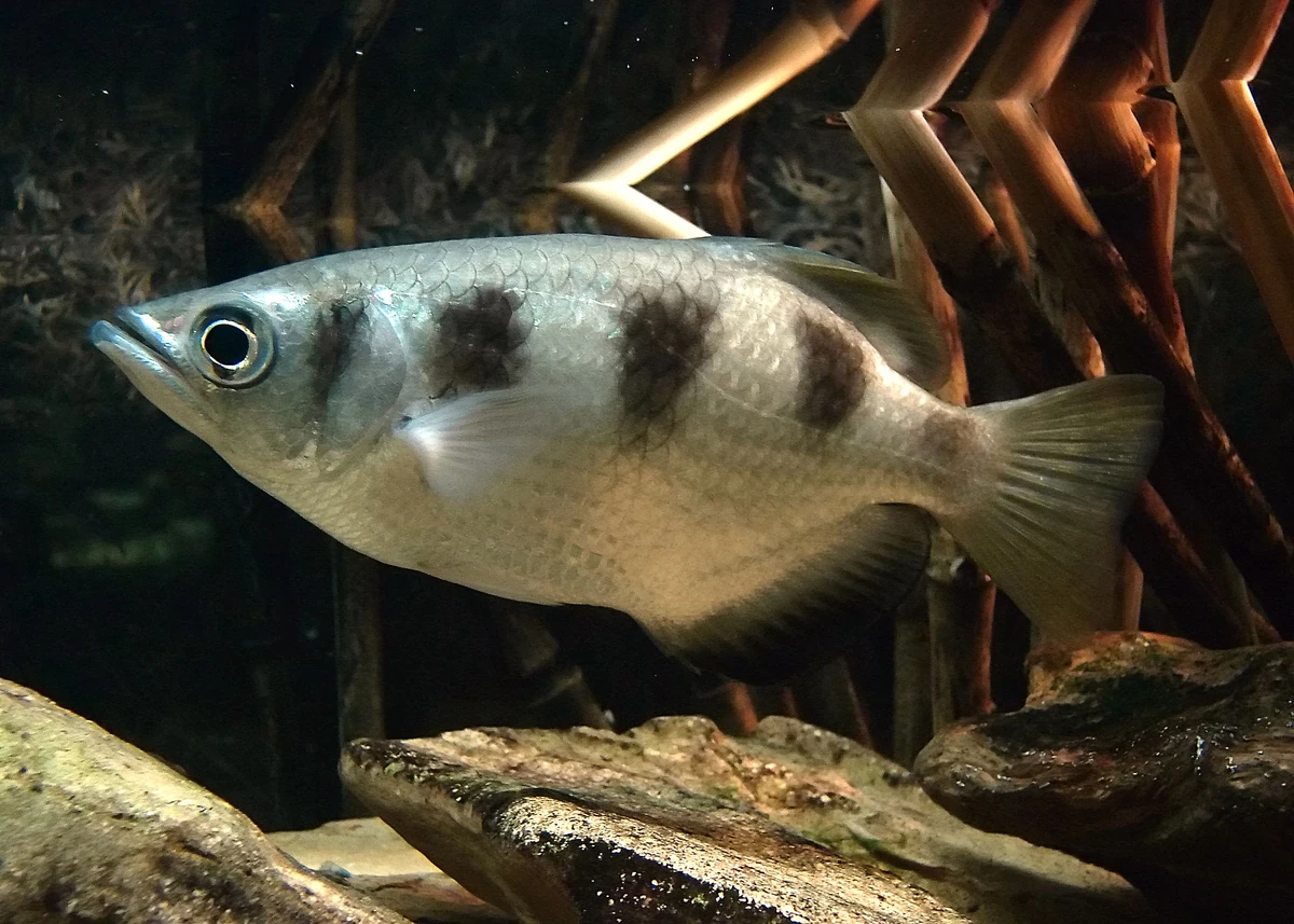 Banded Archerfish | Wild Kratts Wiki | Fandom