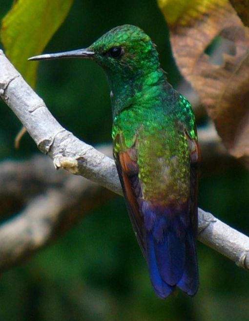 Blue-tailed Hummingbird | Wild Kratts Wiki | Fandom