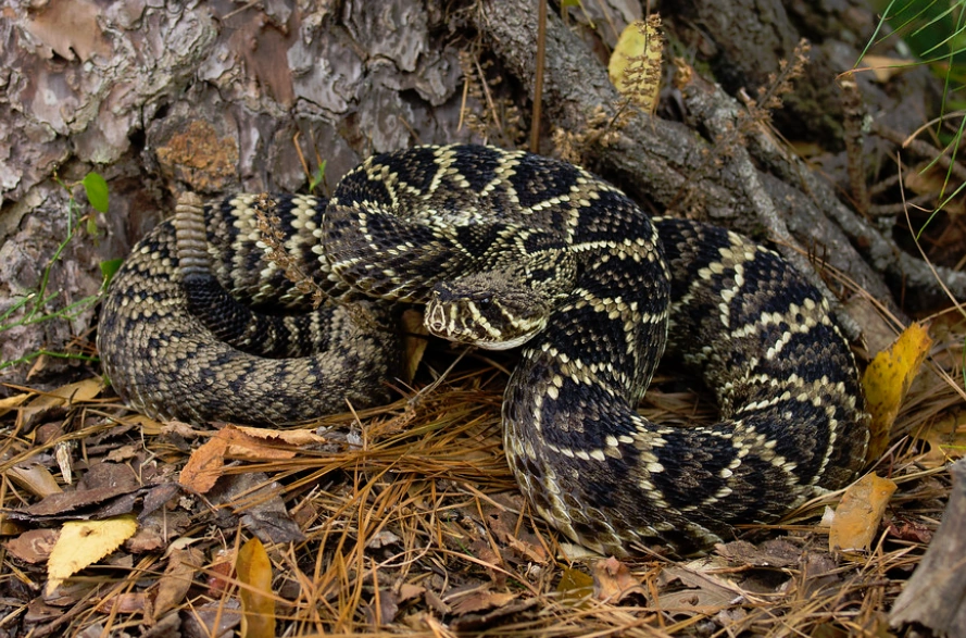 Eastern Diamondback Rattlesnake | Wild Kratts Wiki | Fandom