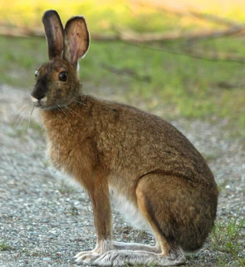 Hispid Hare | Wild Kratts Wiki | Fandom