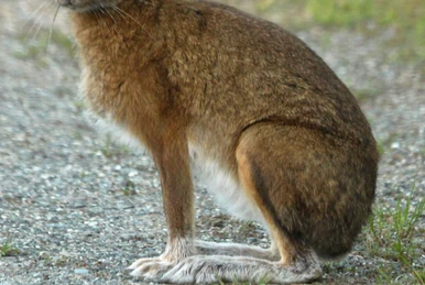 volcano rabbit extinct
