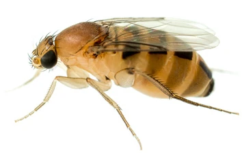 Scaled Hump-backed Fly | Wild Kratts Wiki | Fandom