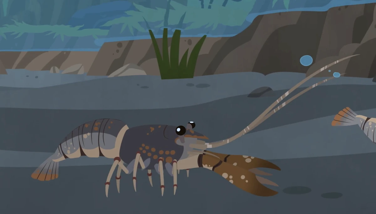 Rusty Crayfish | Wild Kratts Wiki | Fandom