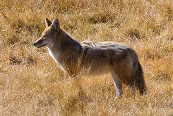 Plains Coyote | Wild Kratts Wiki | Fandom