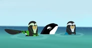 This Orca Likes Sharks | Wild Kratts Wiki | Fandom