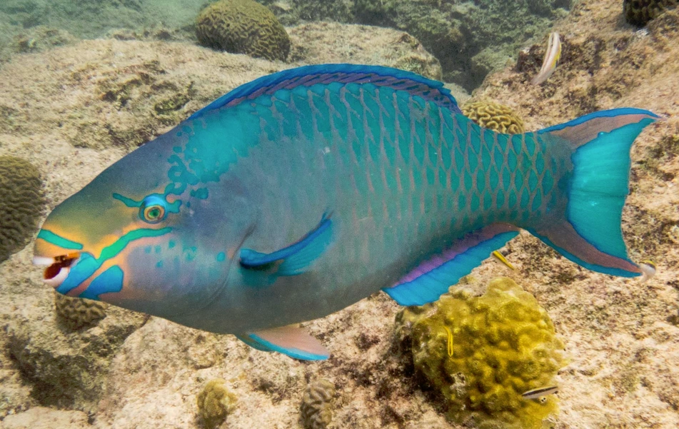 Queen Parrotfish
