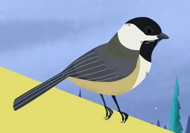 Black-capped Chickadee | Wild Kratts Wiki | Fandom