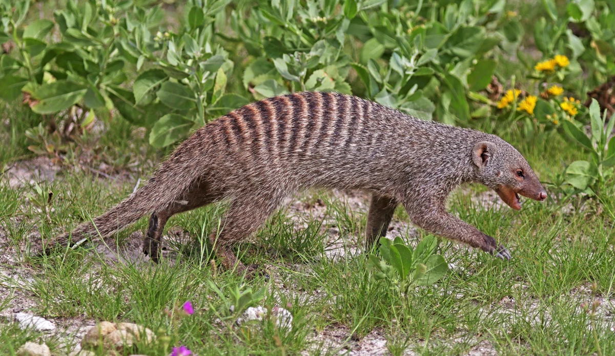 Banded Mongoose | Wild Kratts Wiki | Fandom