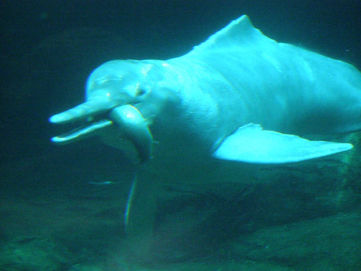 Wild kratts-River dolphin power | Wild Kratts Fanon Wiki | Fandom