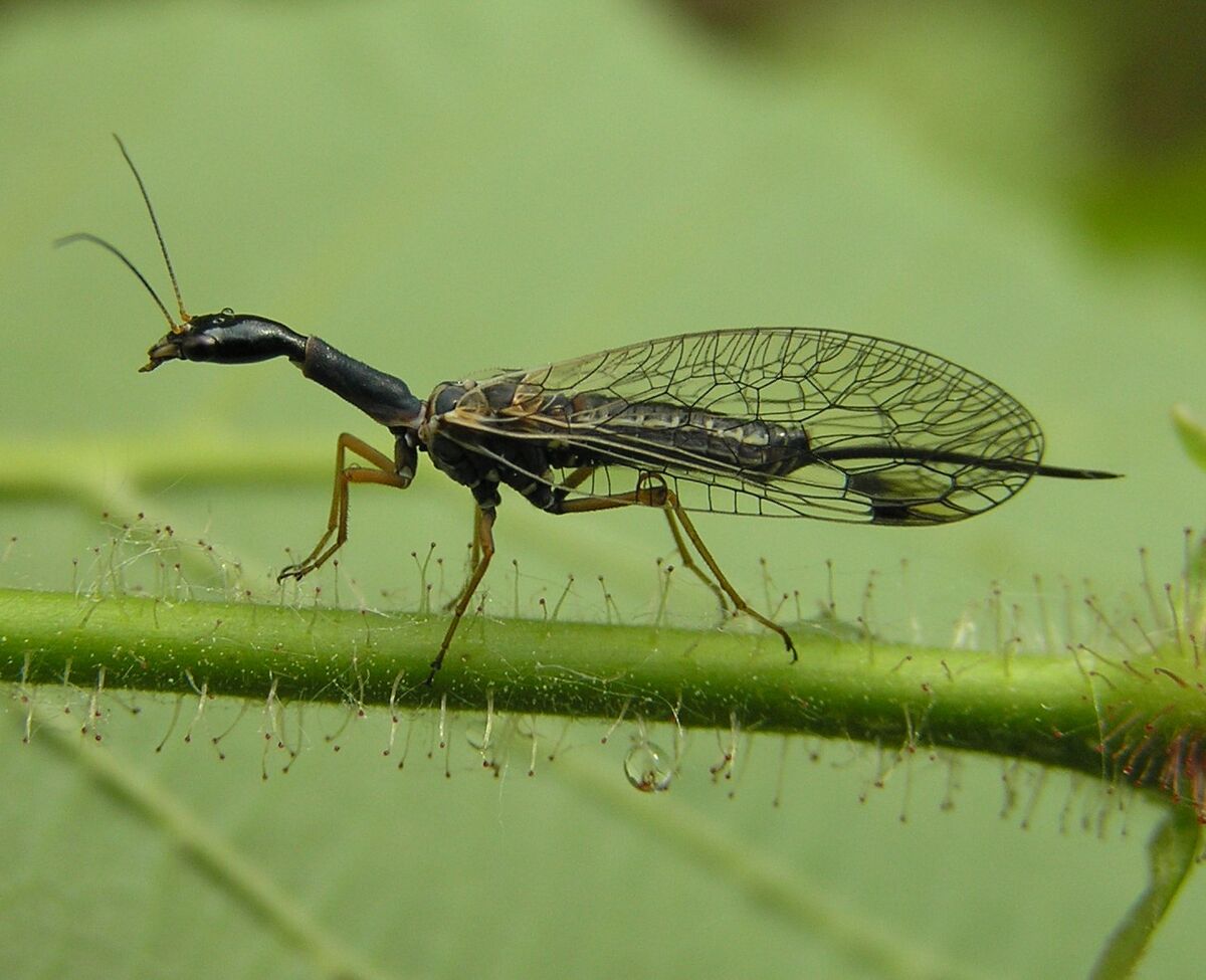 Wild kratts-snakefly neck-ups | Wild Kratts Fanon Wiki | Fandom Wild kratts-snakefly neck-ups | Wild Kratts Fanon Wiki | Fandom