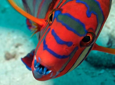 Tusk-fish tool time-Wild Kratts | Wild Kratts Fanon Wiki | Fandom