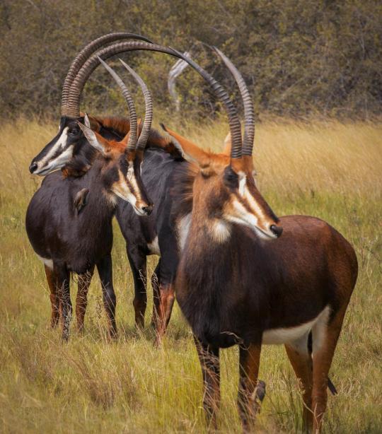 Sable Antelope Sprint Wild Kratts Wild Kratts Fanon Wiki Fandom