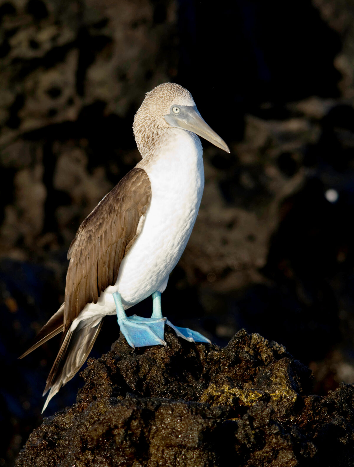 Wild kratts galapagos isle | Wild Kratts Fanon Wiki | Fandom Wild kratts galapagos isle | Wild Kratts Fanon Wiki | Fandom