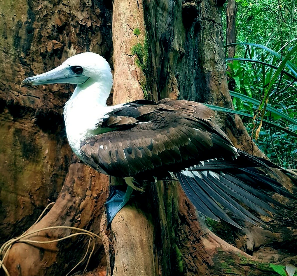 New Wild Kratts-saving the Abbott's booby | Wild Kratts Fanon Wiki | Fandom