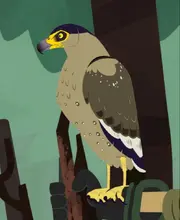 Wild Kratts-Serpent Eagle Search | Wild Kratts Fanon Wiki | Fandom