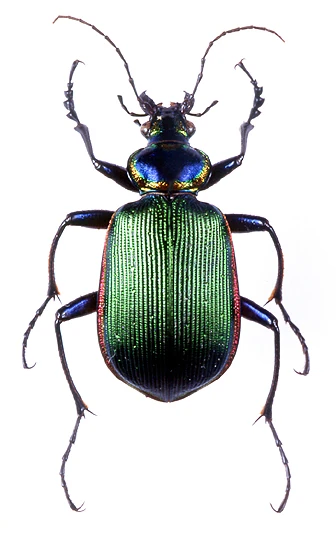 Wild Kratts bug adventures-Caterpillar-seeker | Wild Kratts Fanon Wiki ...