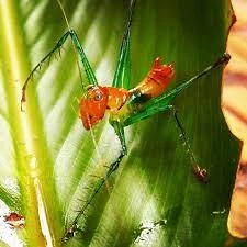 Wild Kratts bug adventures-the candy katydid caper | Wild Kratts Fanon ...