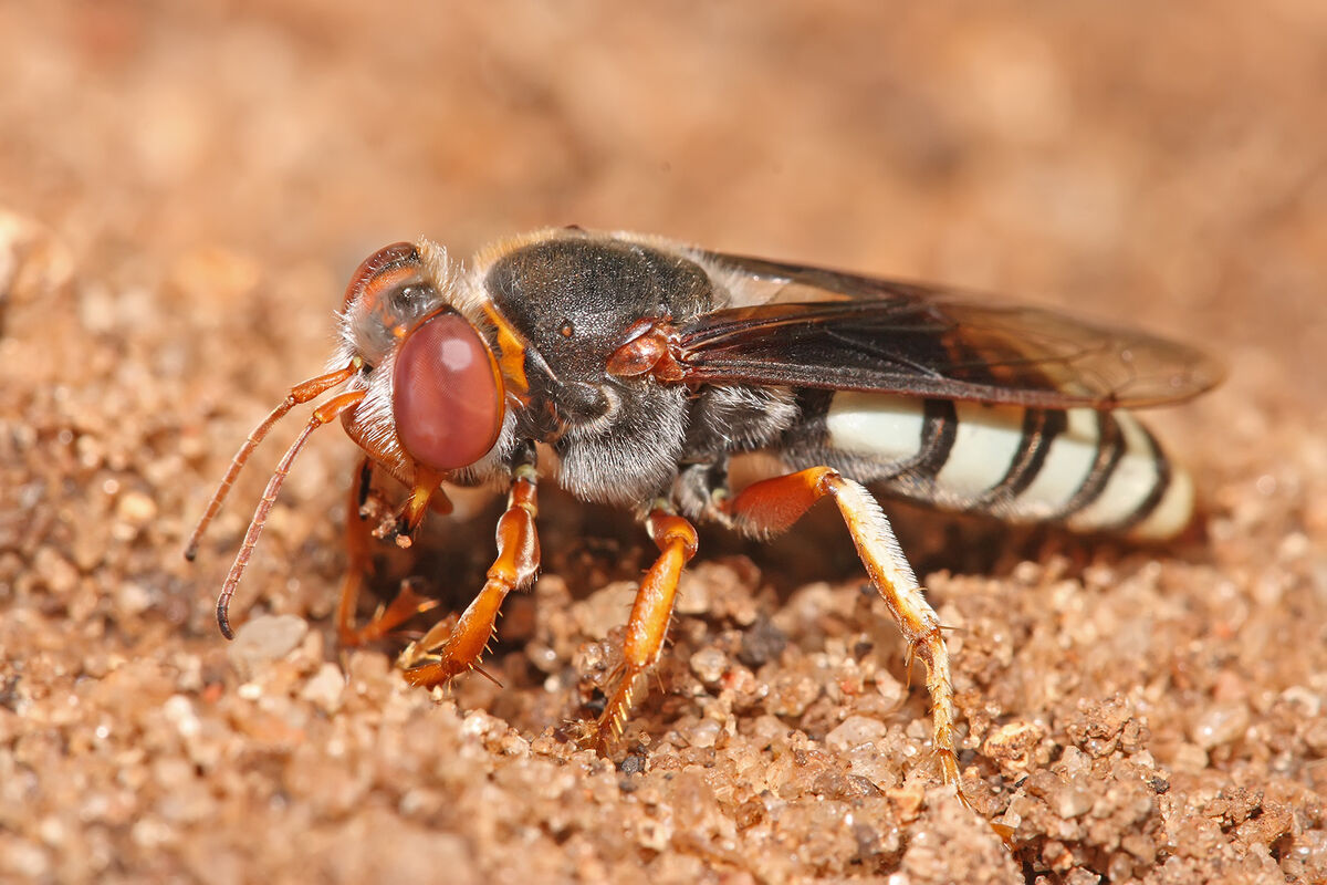 Sand Wasp Power Flight Wild Kratts Bug Adventures Wild Kratts Fanon