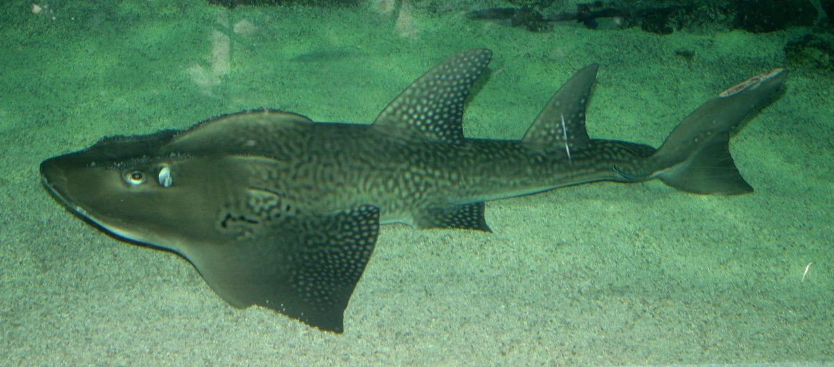 The Shark-ray caper-Wild Kratts | Wild Kratts Fanon Wiki | Fandom