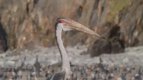 Azhdarchid attack-Jurassic Kratts | Wild Kratts Fanon Wiki | Fandom