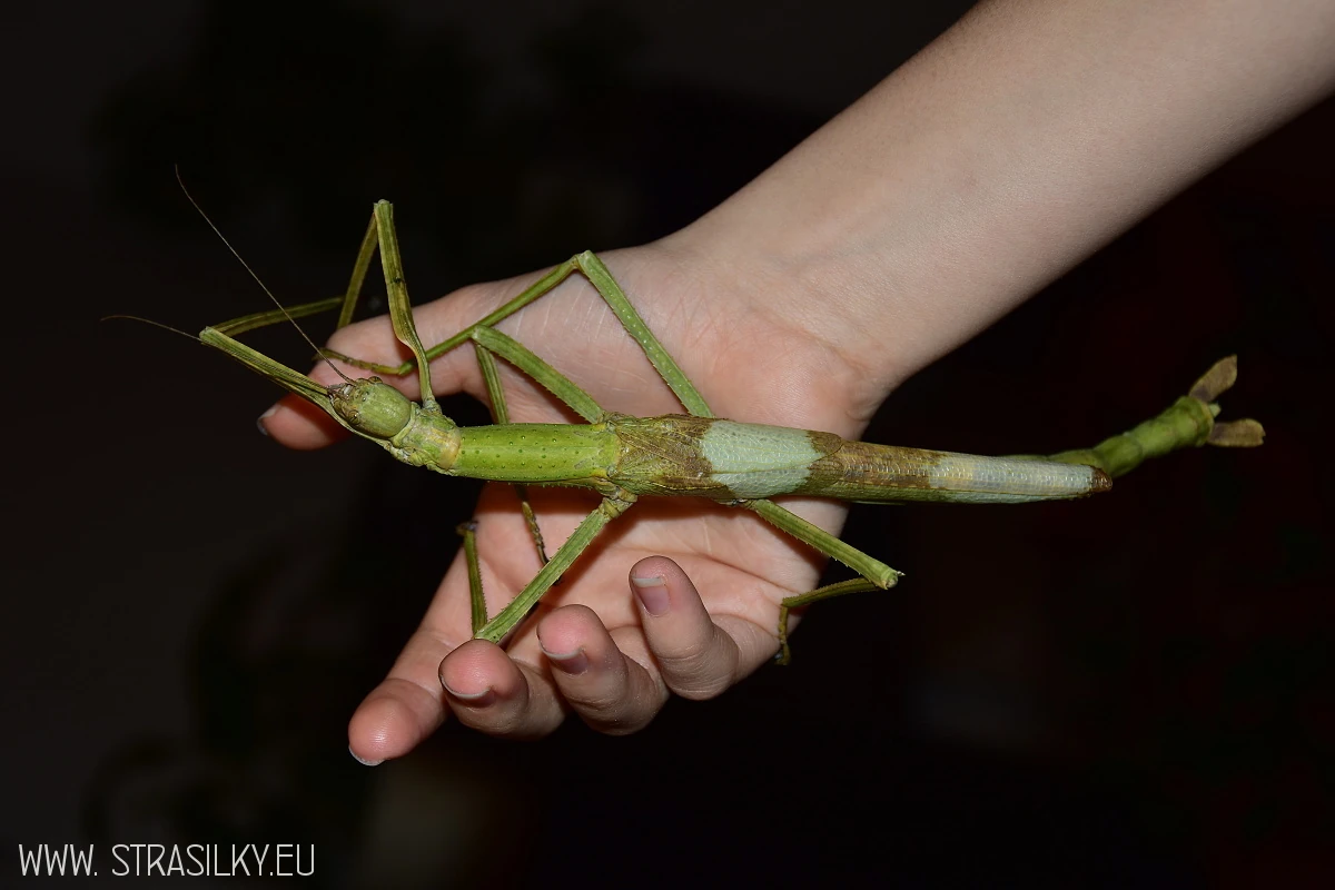 Wild kratts-stick insect-ing together | Wild Kratts Fanon Wiki | Fandom