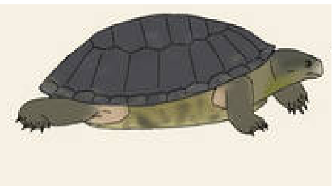 Jurassic Road rescue-Jurassic Kratts | Wild Kratts Fanon Wiki | Fandom