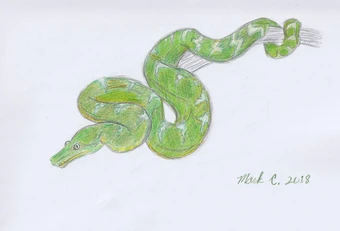 how to draw a tree boa