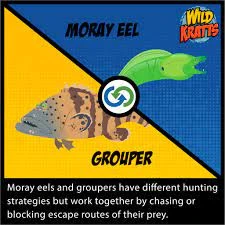 Grouper power | Wild Kratts Fanon Wiki | Fandom
