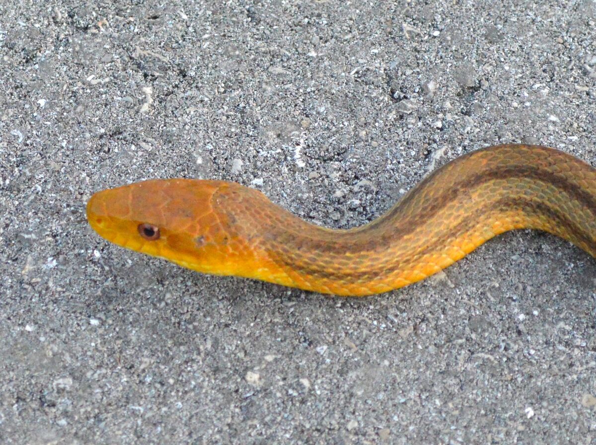 Ratsnake rumble-wild kratts | Wild Kratts Fanon Wiki | Fandom