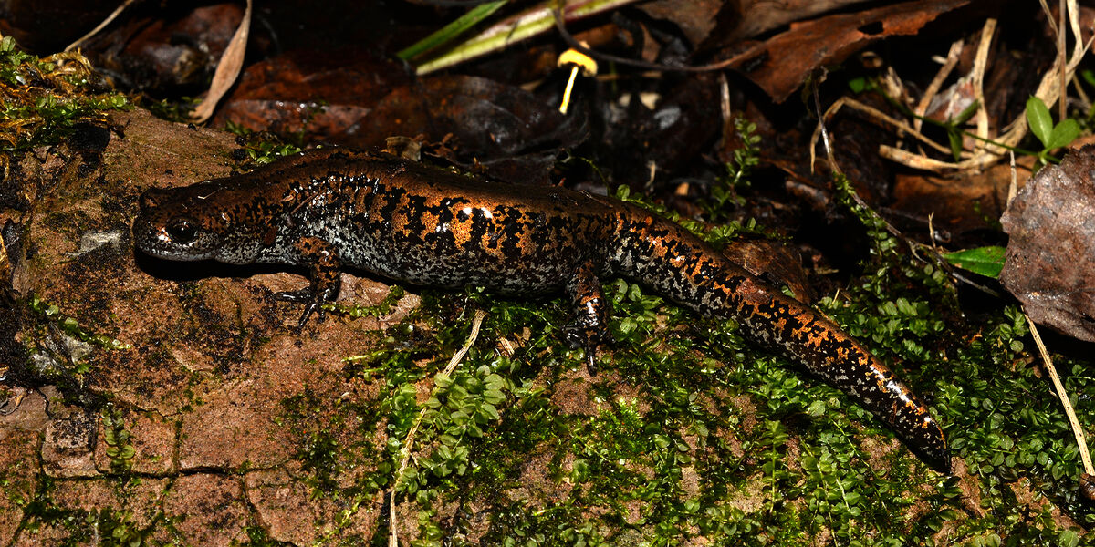 Wild Kratts-Siberian Salamanders | Wild Kratts Fanon Wiki | Fandom