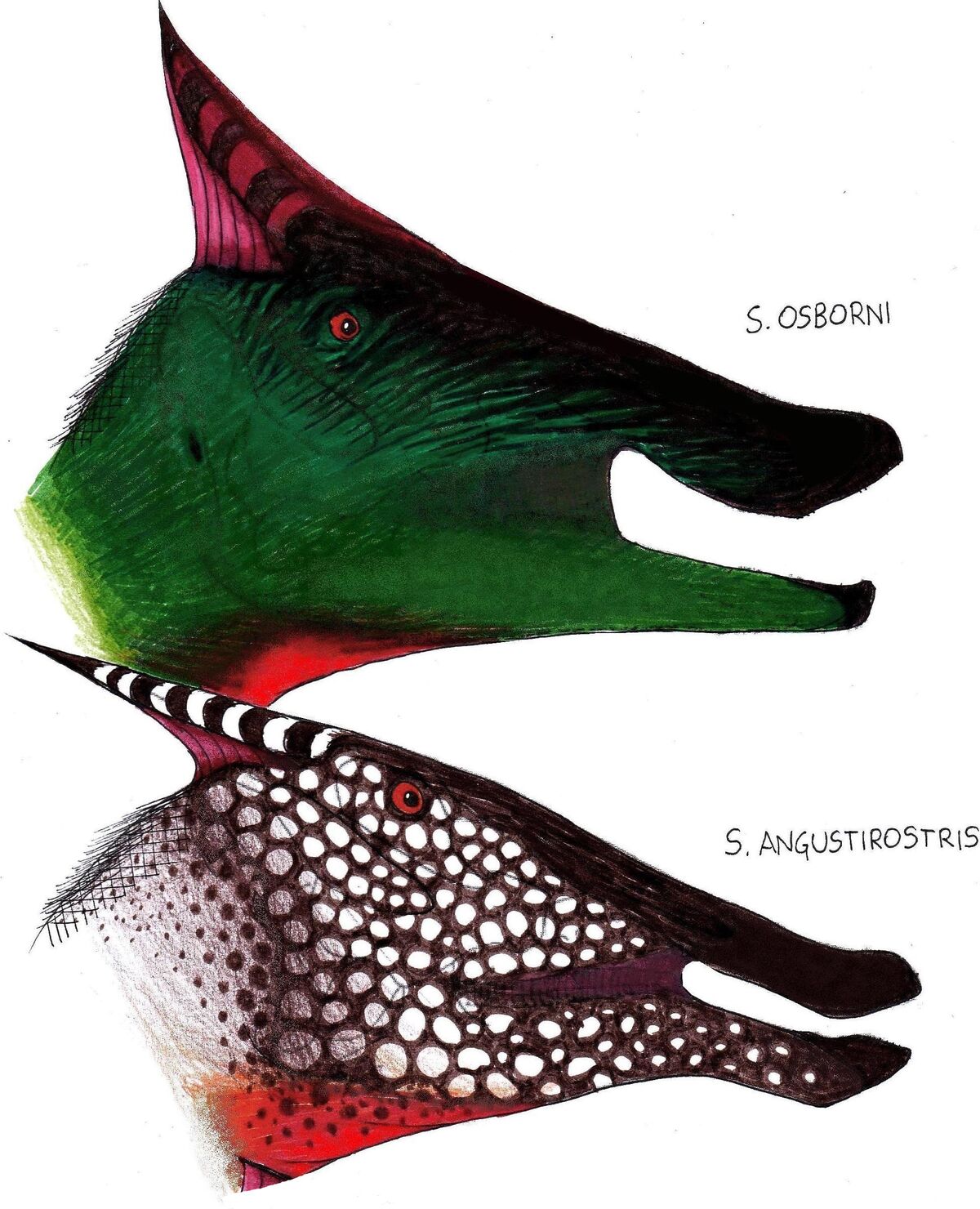 Saurolophus Slam-Wild Kratts prehistoric | Wild Kratts Fanon Wiki | Fandom Saurolophus Slam-Wild Kratts prehistoric | Wild Kratts Fanon Wiki | Fandom