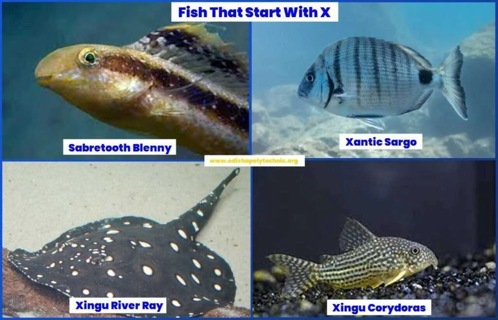 Category:Animals | Wild Kratts Fanon Wiki | Fandom