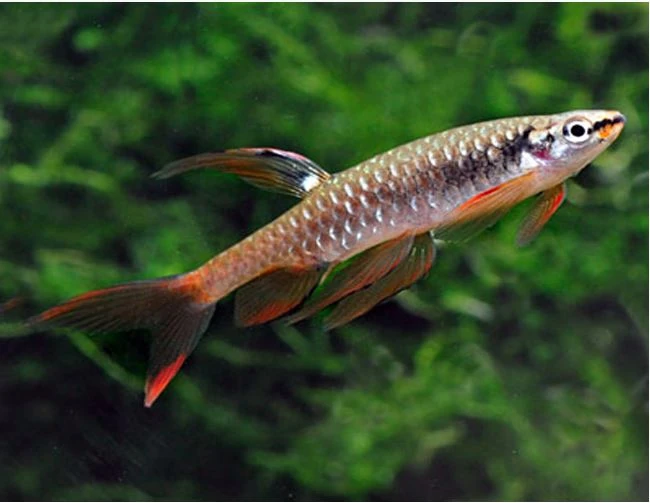 Mystery of the splash tetra-Wild Kratts Amazon | Wild Kratts Fanon Wiki ...