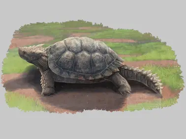 Wild kratts-meiolania rescue | Wild Kratts Fanon Wiki | Fandom