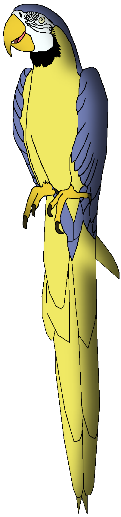 Blue-and-Yellow Macaw | Wildlife Animal Pedia Wiki | Fandom