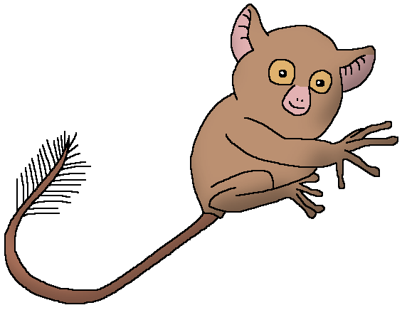 Horsfield's Tarsier | Wildlife Animal Pedia Wiki | Fandom