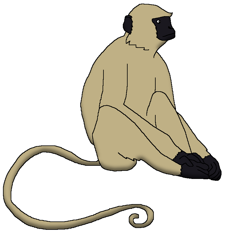 Southern Plains Gray Langur | Wildlife Animal Pedia Wiki | Fandom
