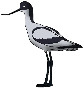 Pied Avocet | Wildlife Animal Pedia Wiki | Fandom