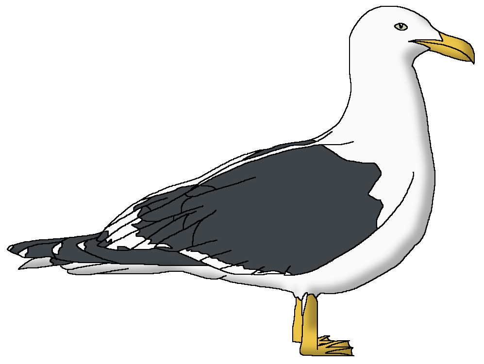 Kelp Gull | Wildlife Animal Pedia Wiki | Fandom